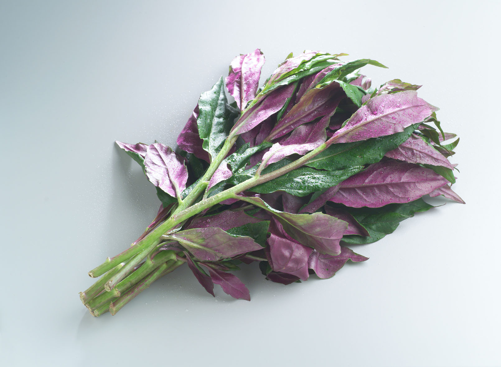 Kinjiso (Gynura bicolor) | Ishikawa Foods | ISHIKAWA FOODishbook