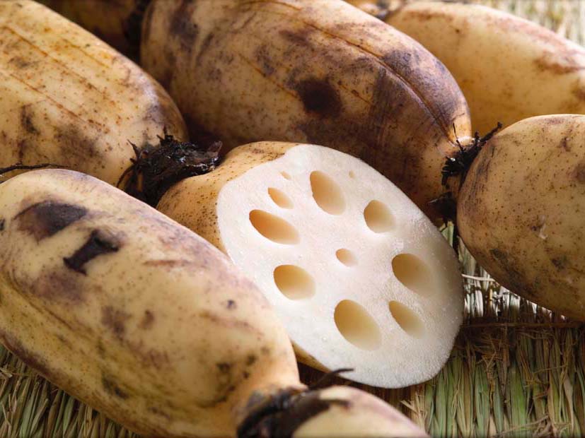 Kaga-renkon lotus root | Ishikawa Foods | ISHIKAWA FOODishbook