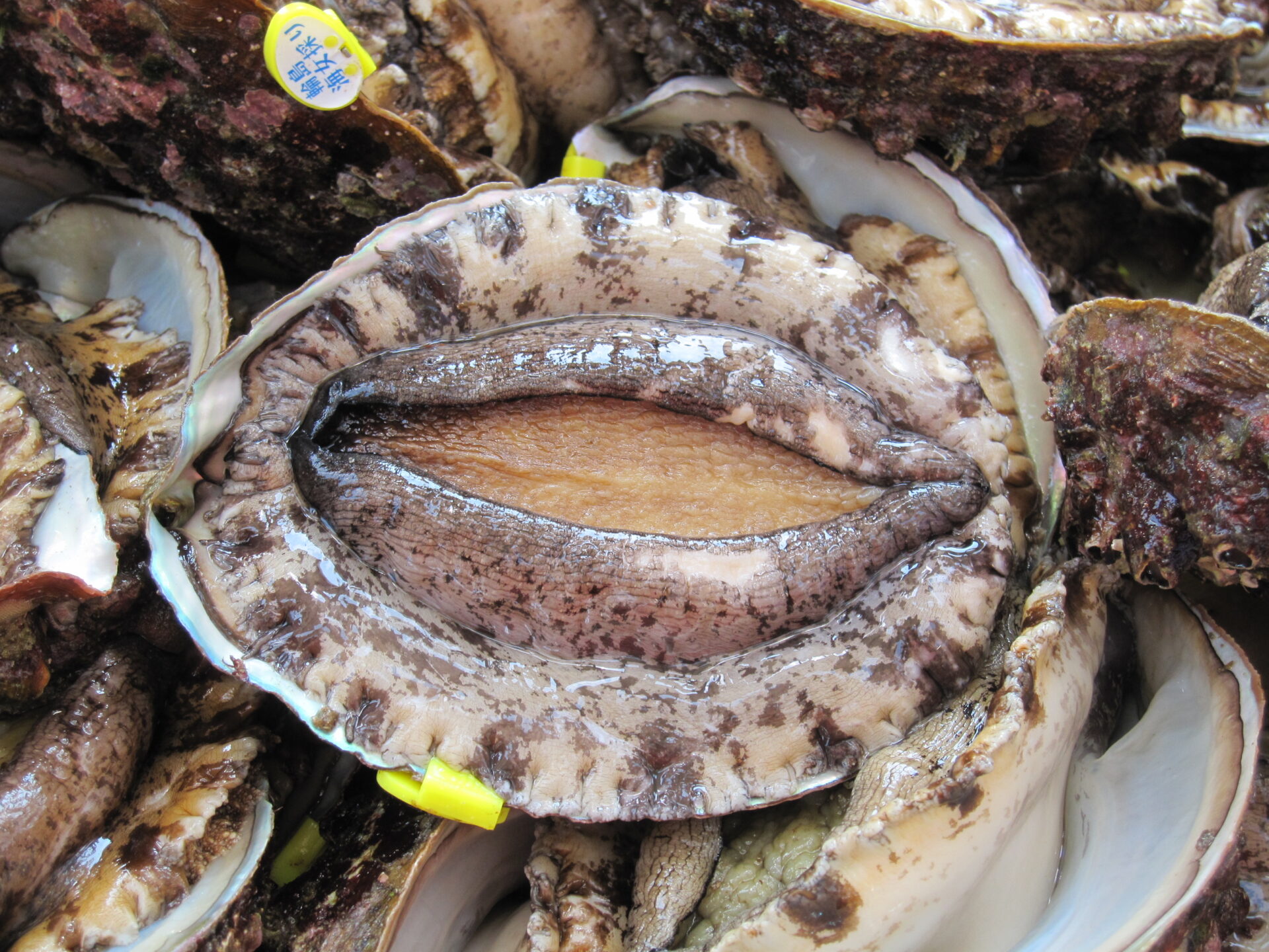 輪島海女採りあわび | いしかわの食材 | いしかわ百万石食鑑