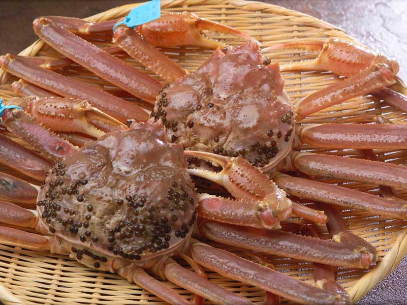 Kano-gani crab (male snow crab) | Ishikawa Foods | ISHIKAWA FOODishbook
